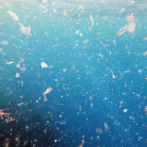 Why Is Clean Water Essential? Water Quality Lessons For Kids - Clark Public Utilities PowerZone