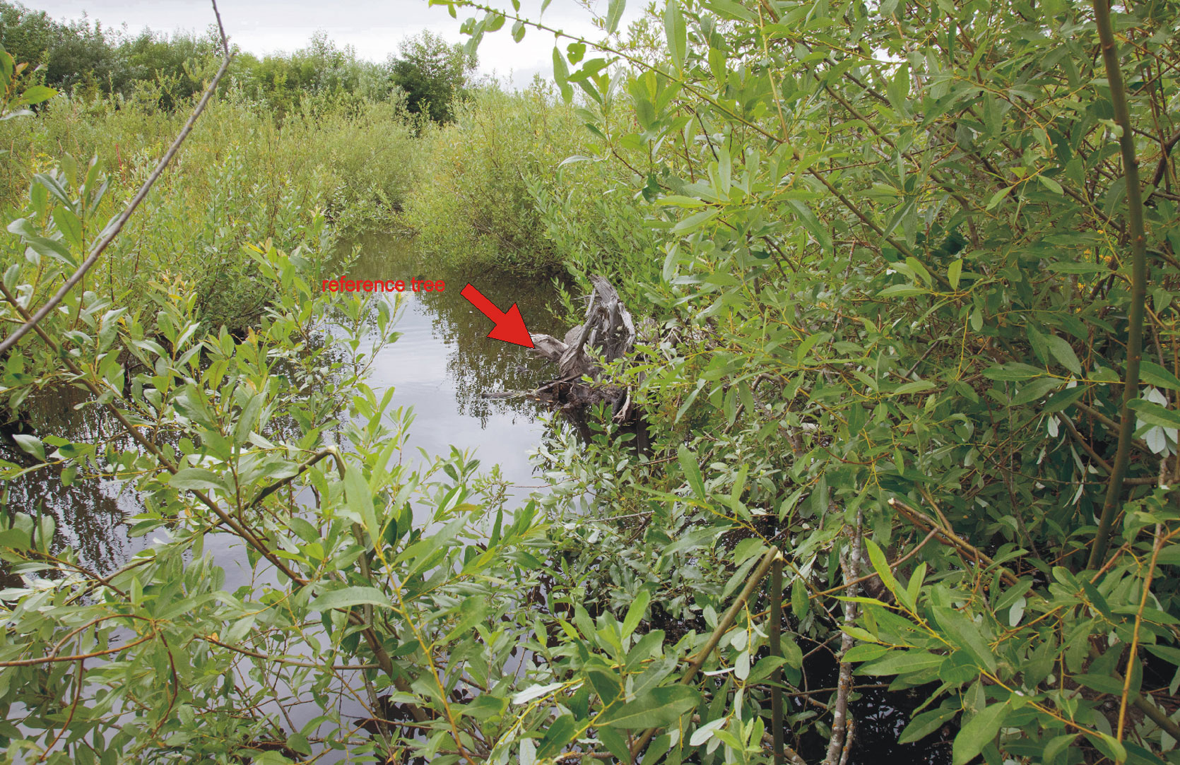 Why Is Stream Restoration Important? Clark County StreamTeam - Clark ...