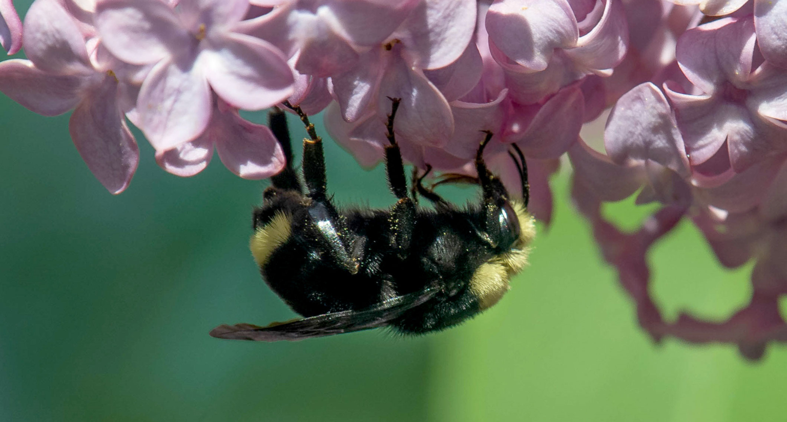 What Are Pollinators? Why Pollinators Are Important To Our Ecosystem ...